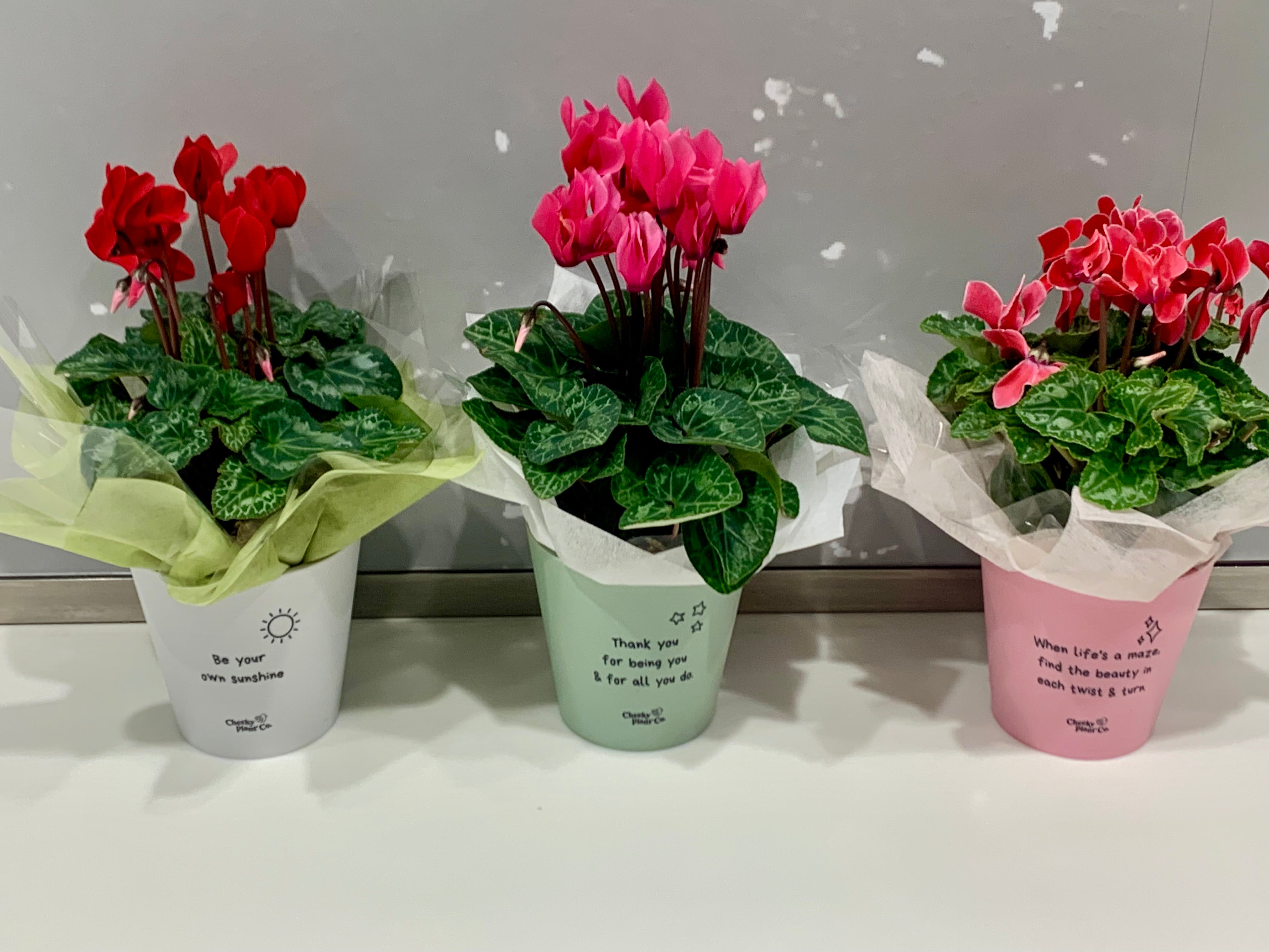 Positive message pots